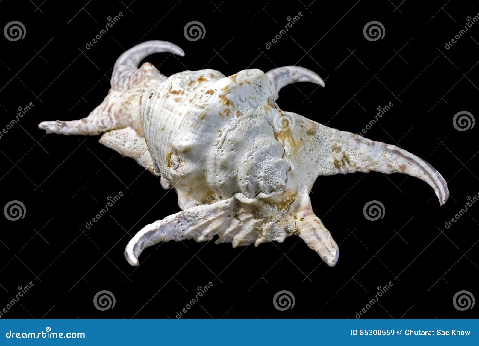 Seashell on Back Background Stock Image - Image of black, spiral: 85300559