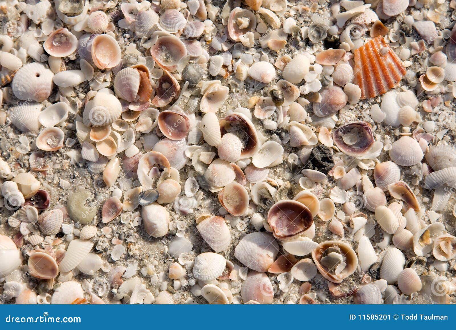 Seashell Background stock image. Image of sand, travel - 11585201