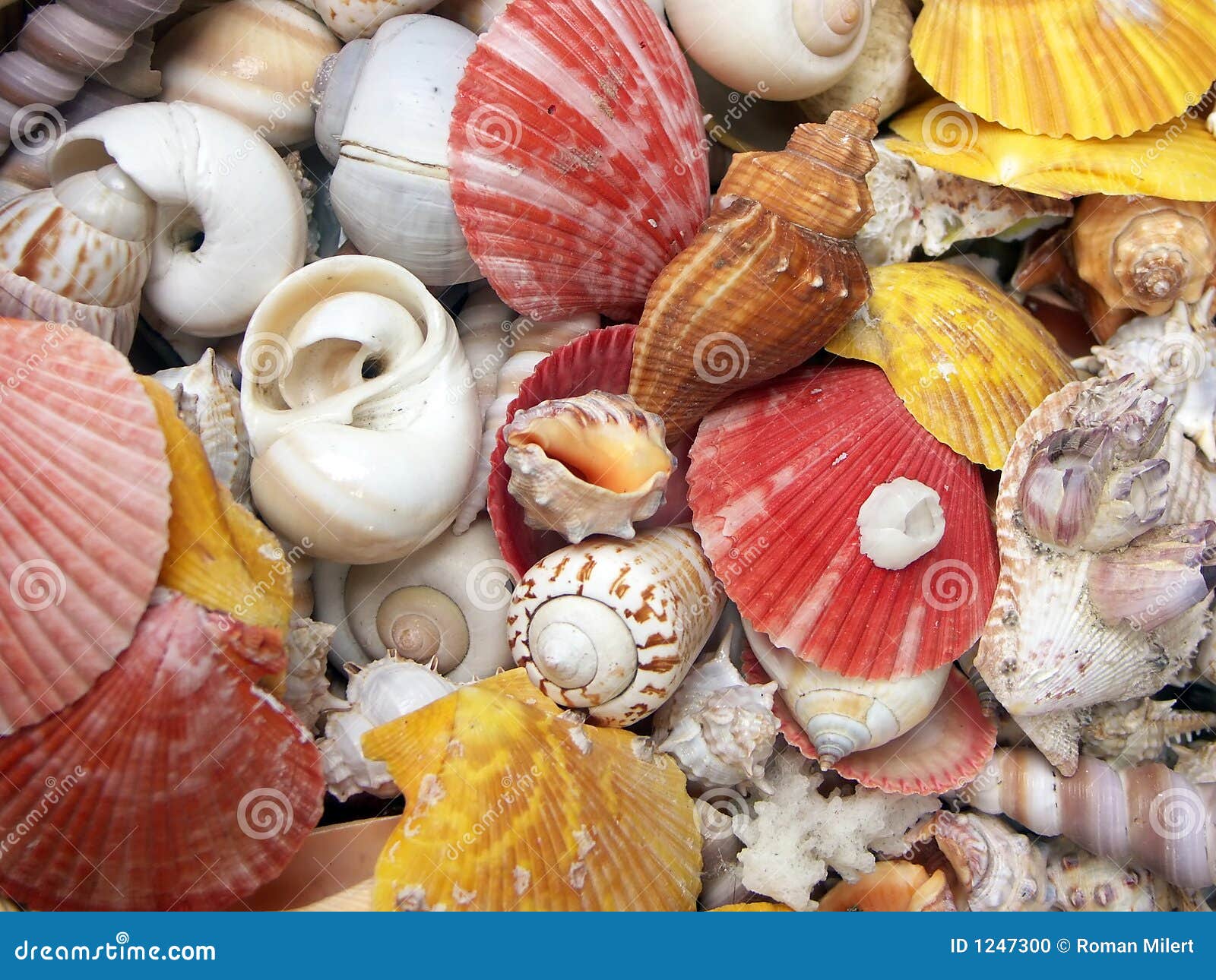 Seashell background stock photo. Image of abstract, water - 1247300