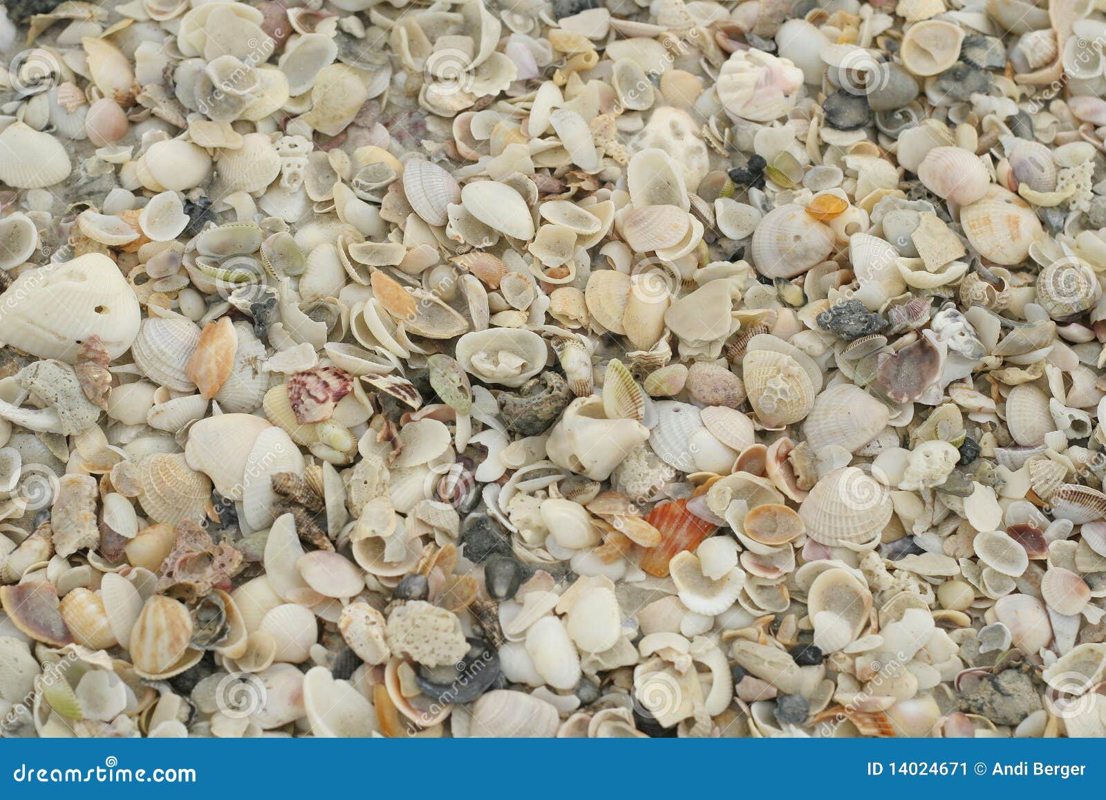 Seashell background stock image. Image of seashell, tropical - 14024671