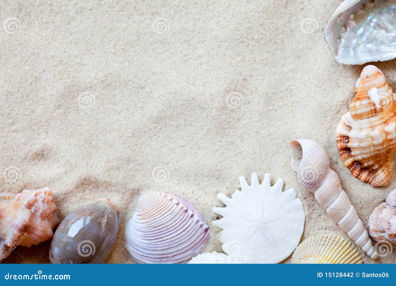 Seashell background stock photo. Image of seashell, beach - 15128442