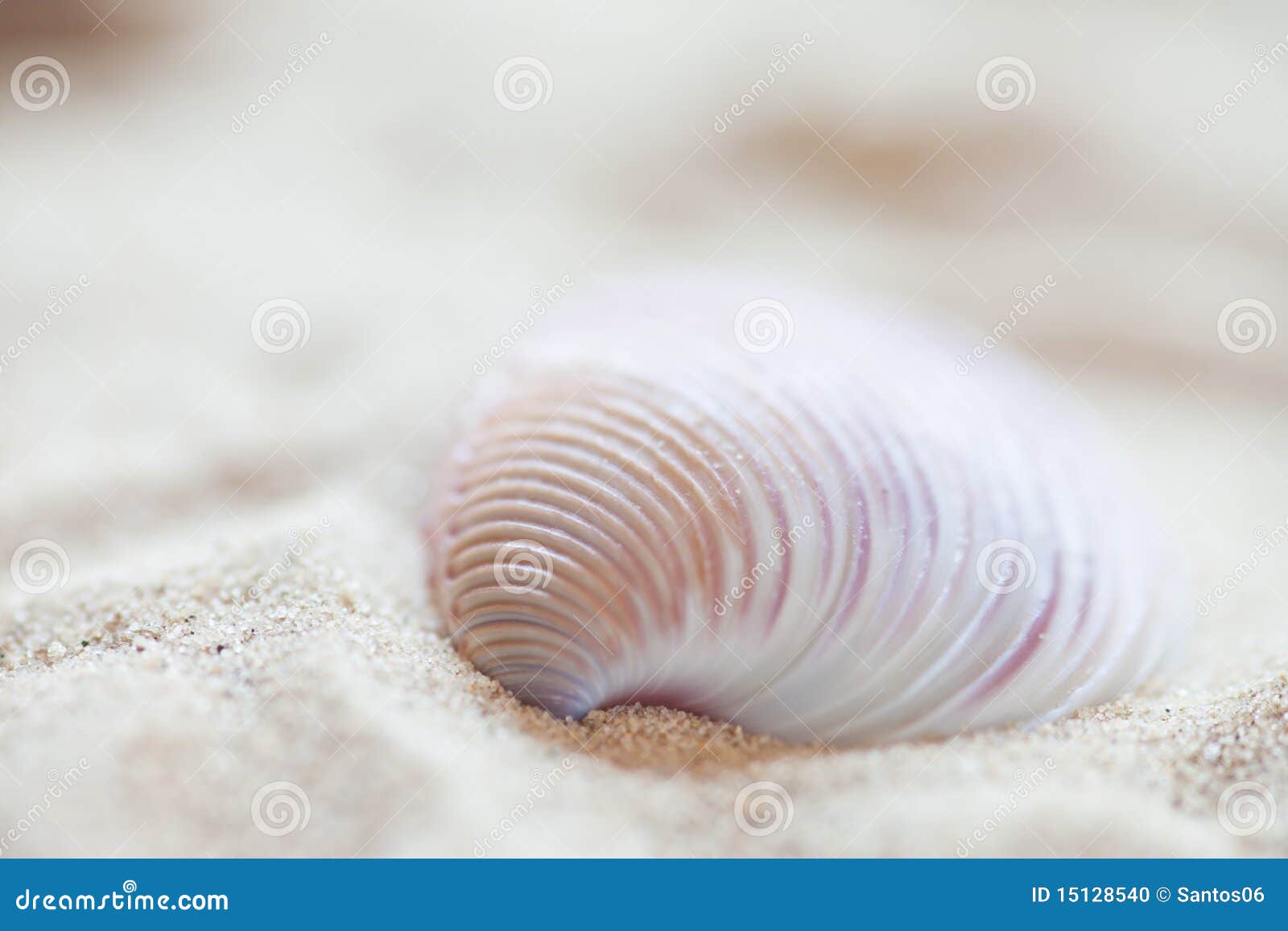 Seashell background stock photo. Image of seashell, beach - 15128540