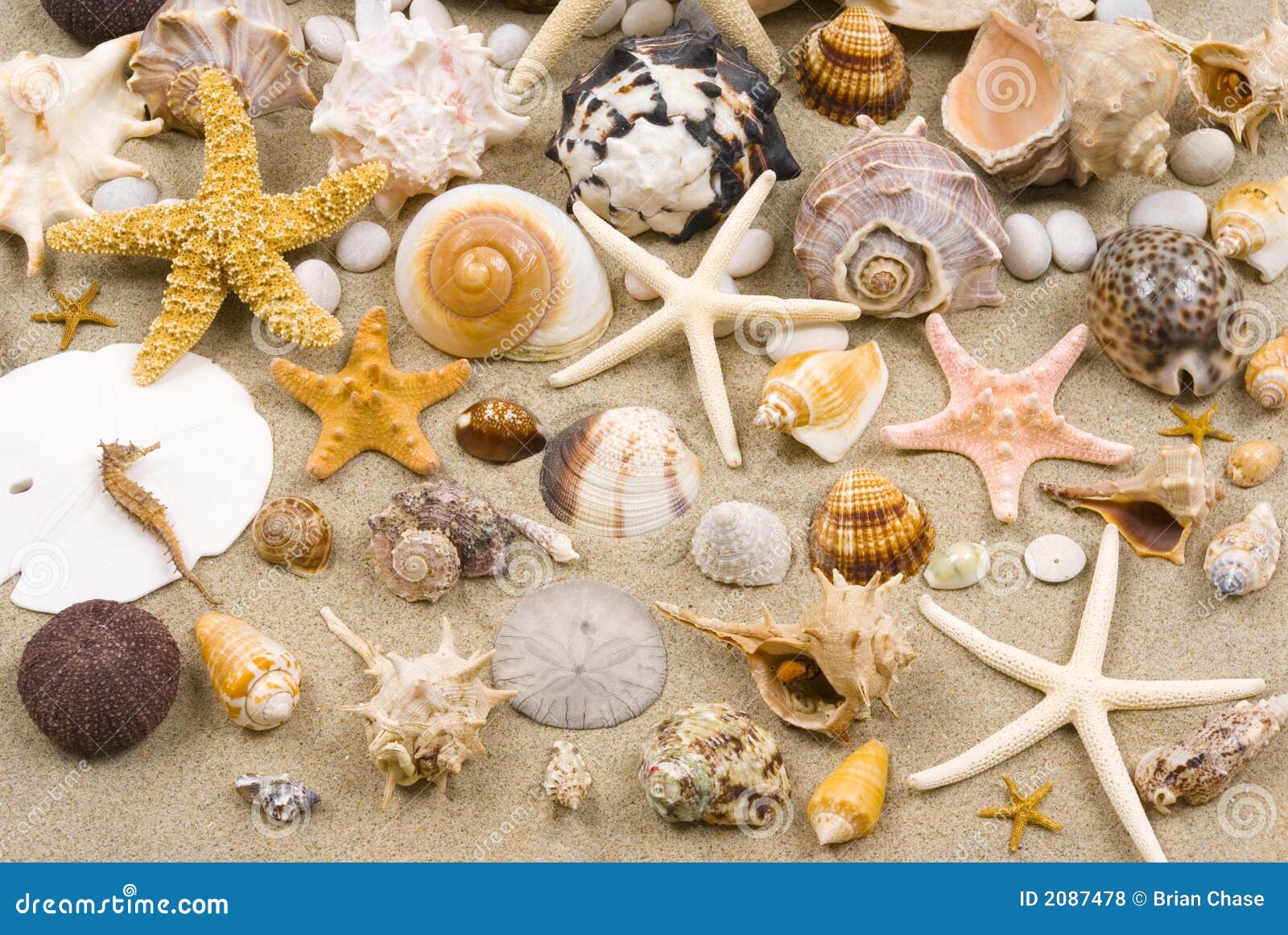 Seashell Background stock photo. Image of dead, ocean - 2087478