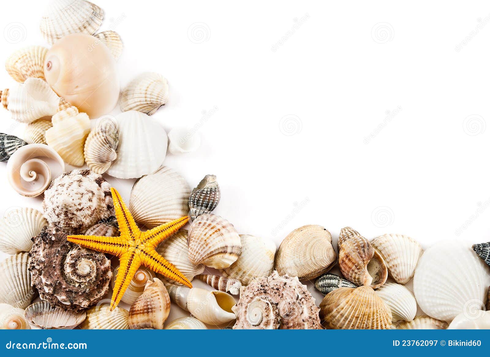 Seashell background. stock image. Image of seashell, composition - 23762097