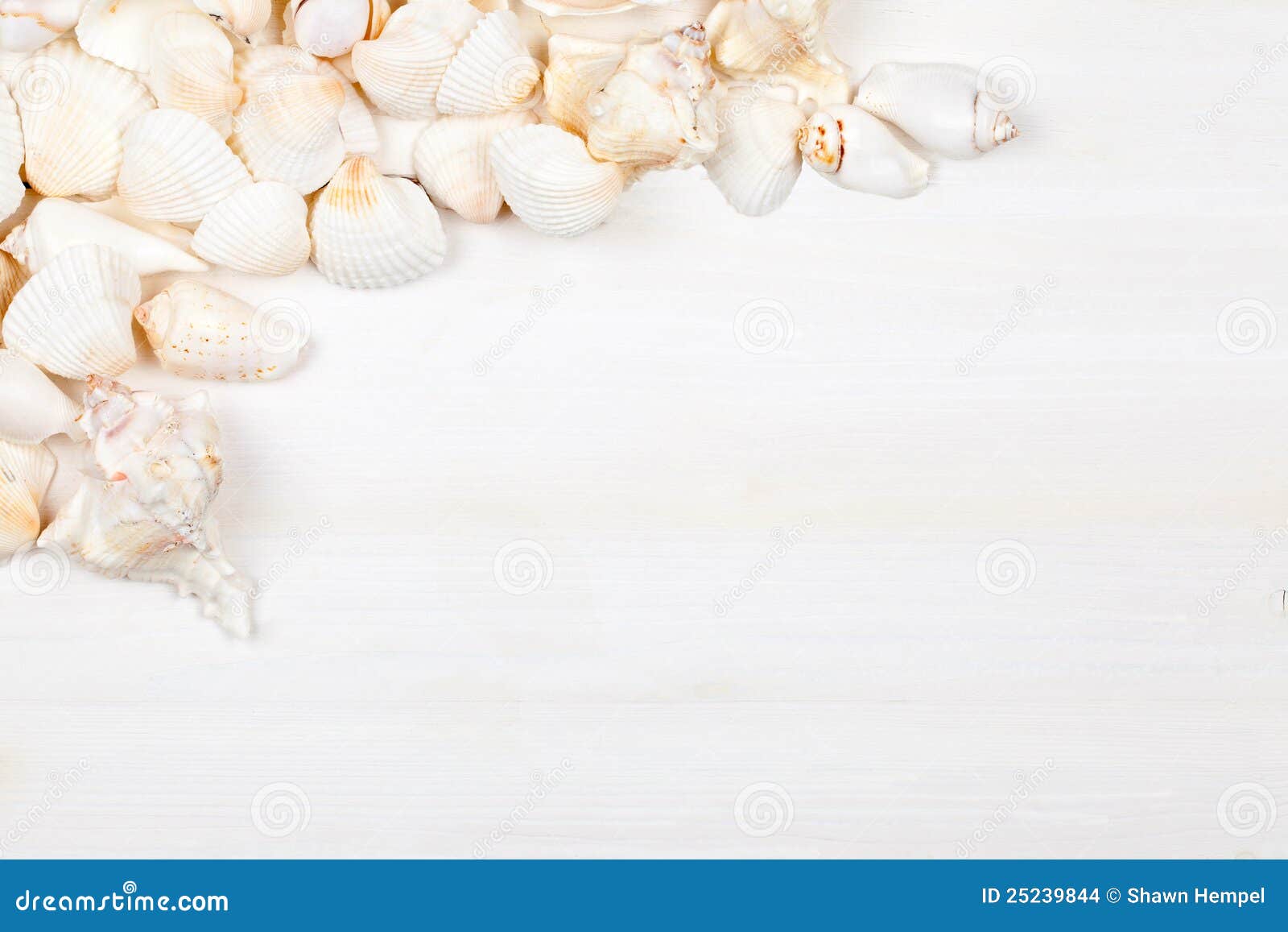 Seashell background stock photo. Image of maritime, horizontal - 25239844
