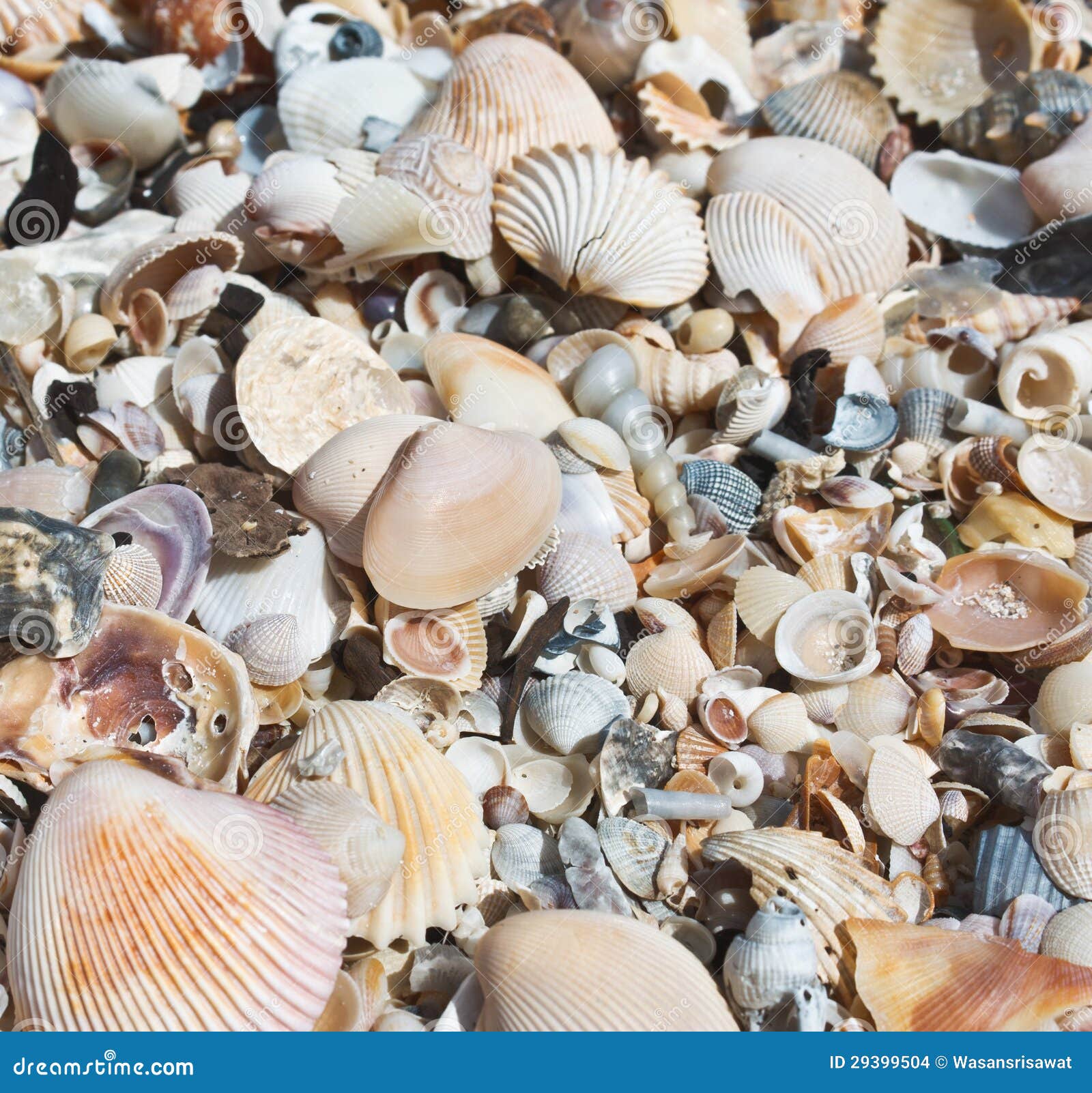 Seashell background stock photo. Image of sand, environment - 29399504