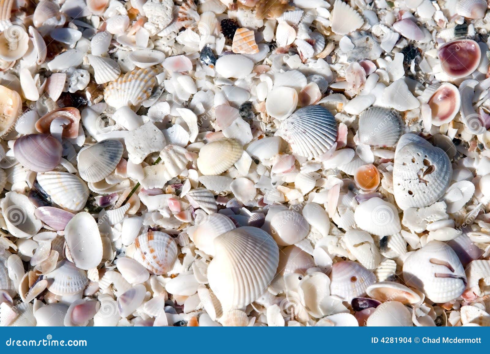 Seashell Background stock photo. Image of island, nature - 4281904