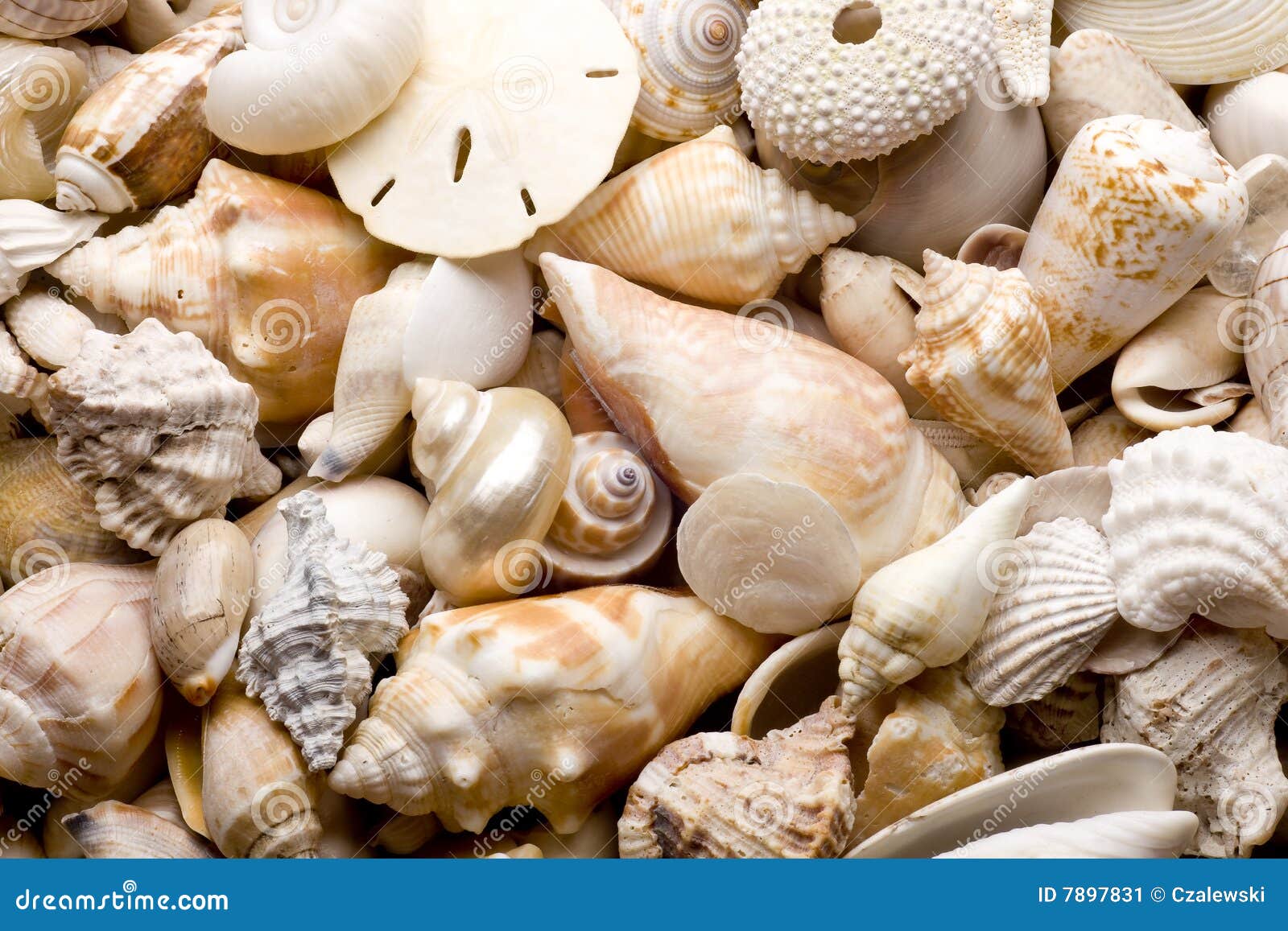 Seashell background stock image. Image of copyspace, brown - 7897831