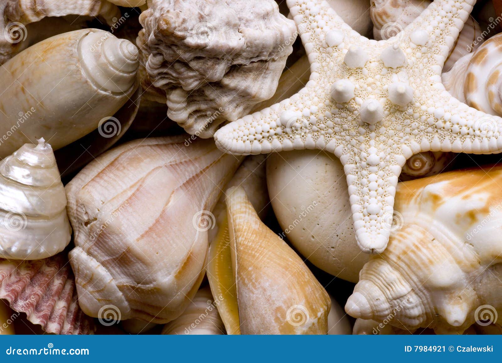 2,768 Seashell Colors Stock Photos - Free & Royalty-Free Stock Photos ...