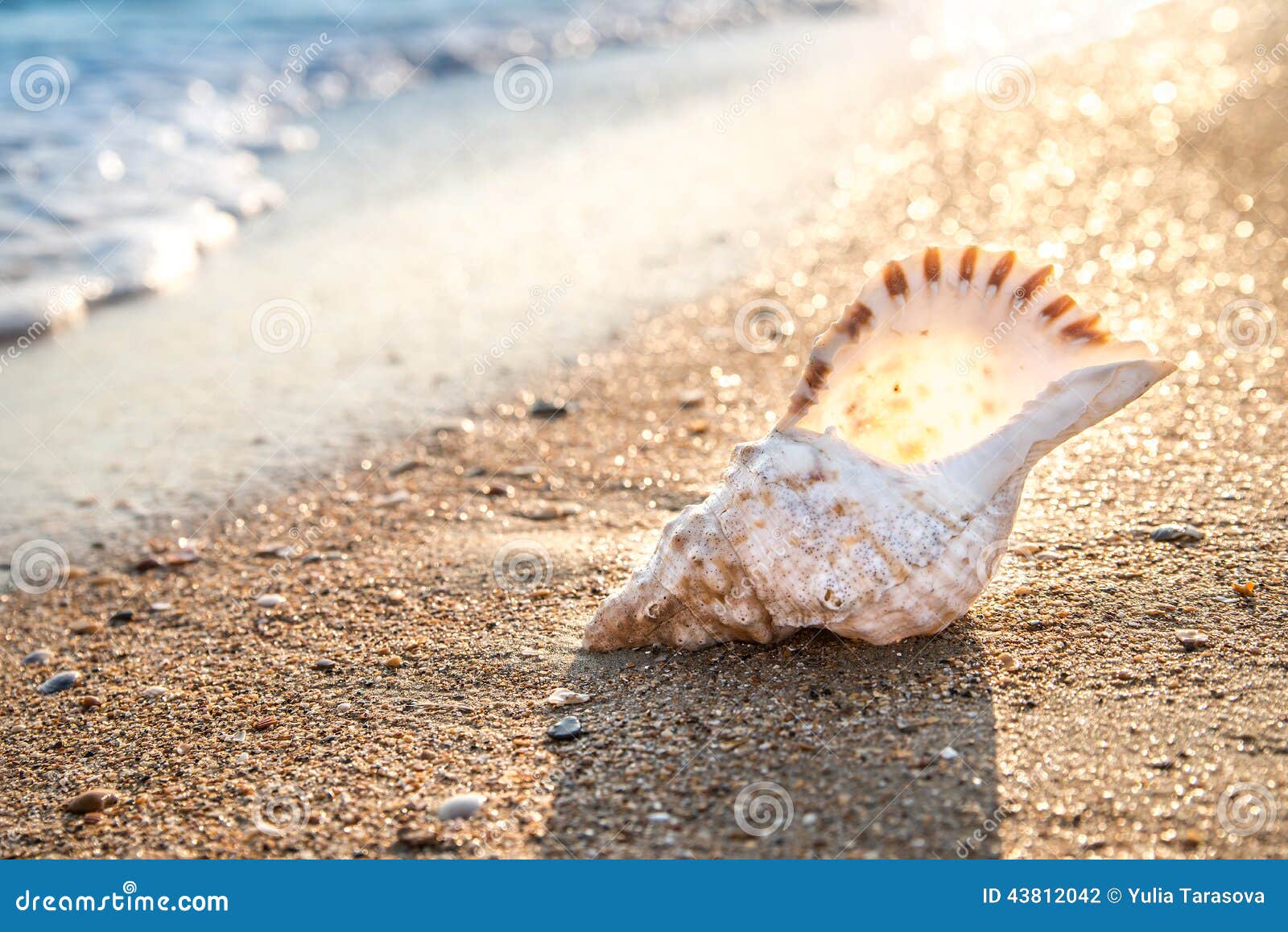 Seashell Background, Big Seashell in Sunset Light Stock Photo - Image ...