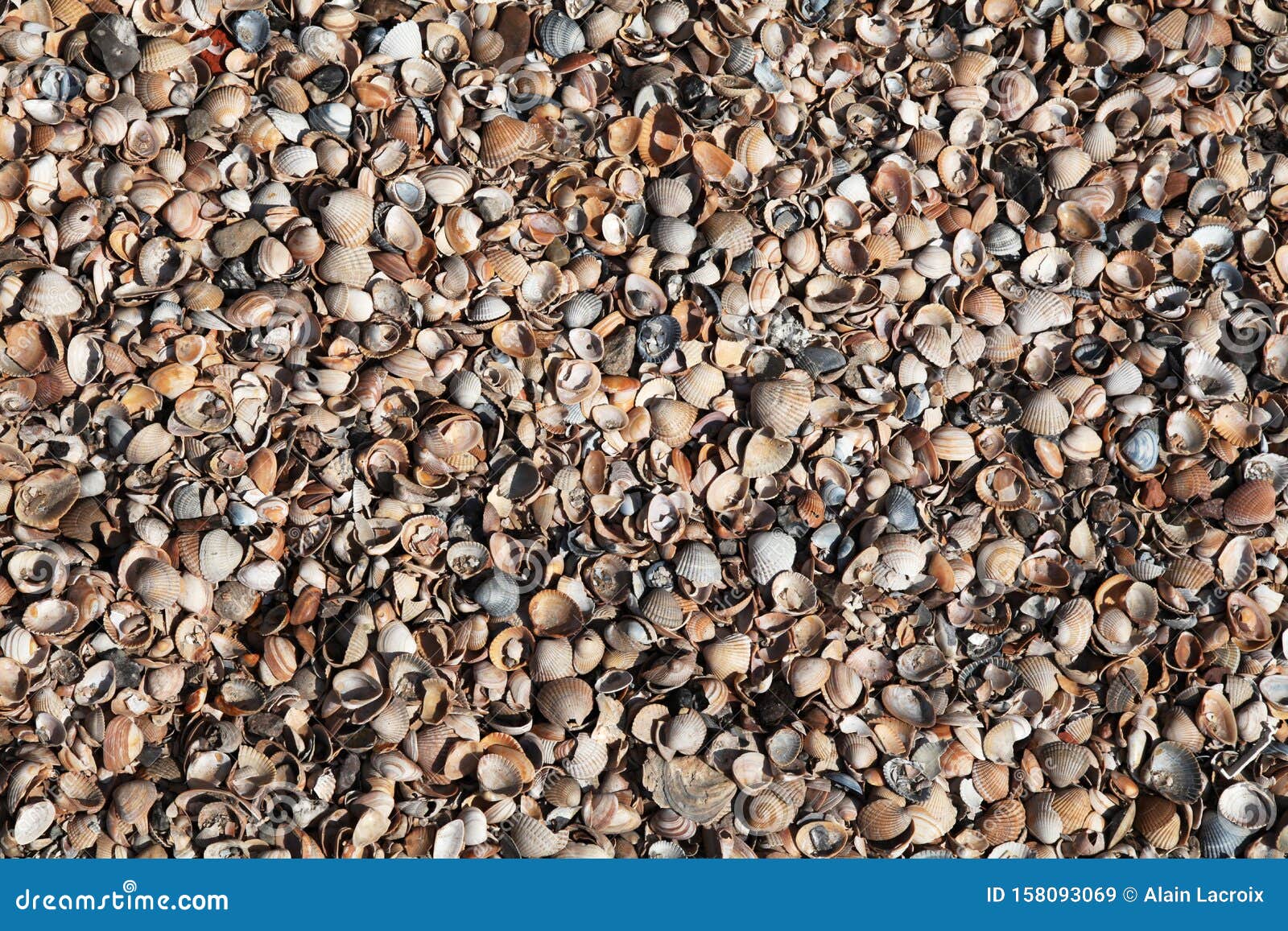 Seashell background stock image. Image of tropical, beaches - 158093069