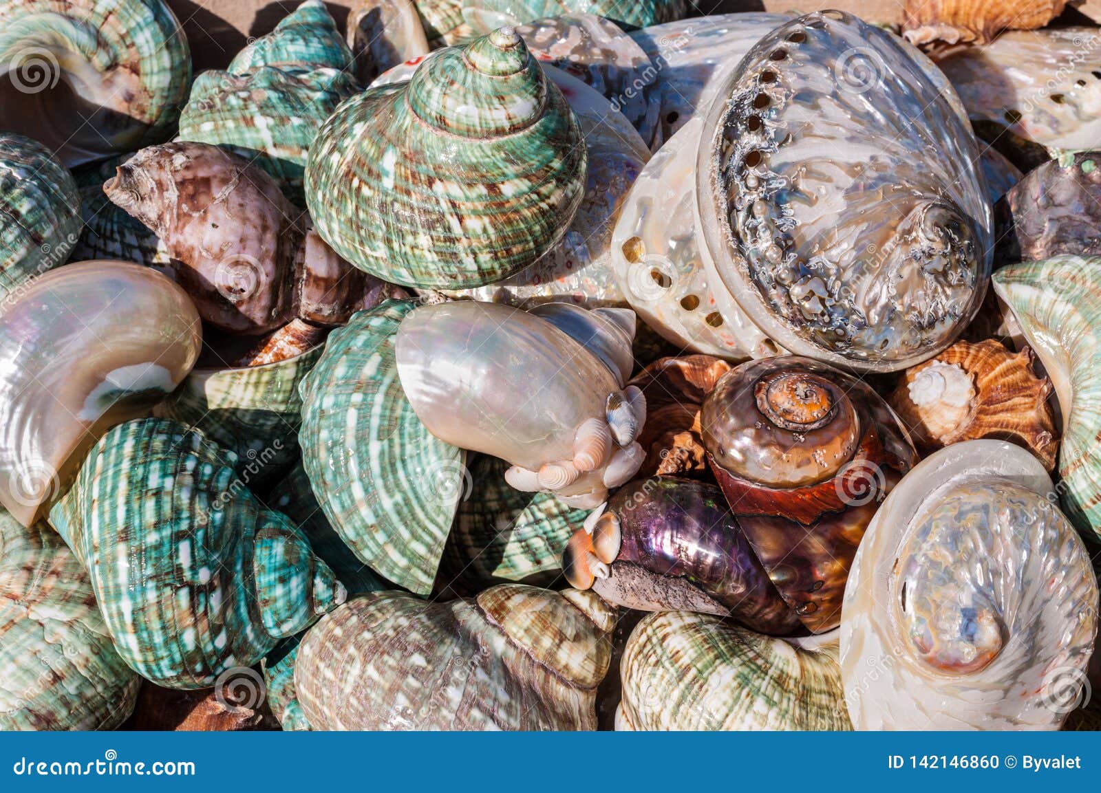 Seashell Background - Different Seashells Piled Together Stock Photo ...