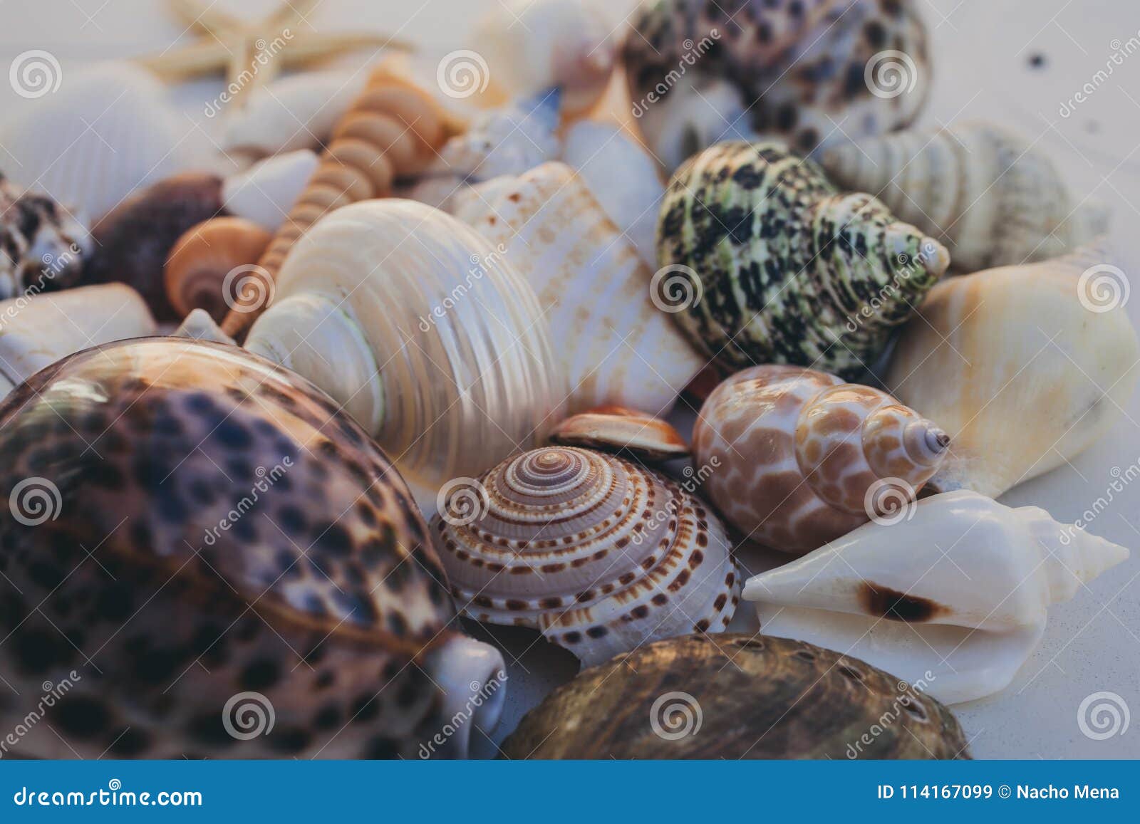 Seashell Background. Lots of Different Seashells Piled Together ...
