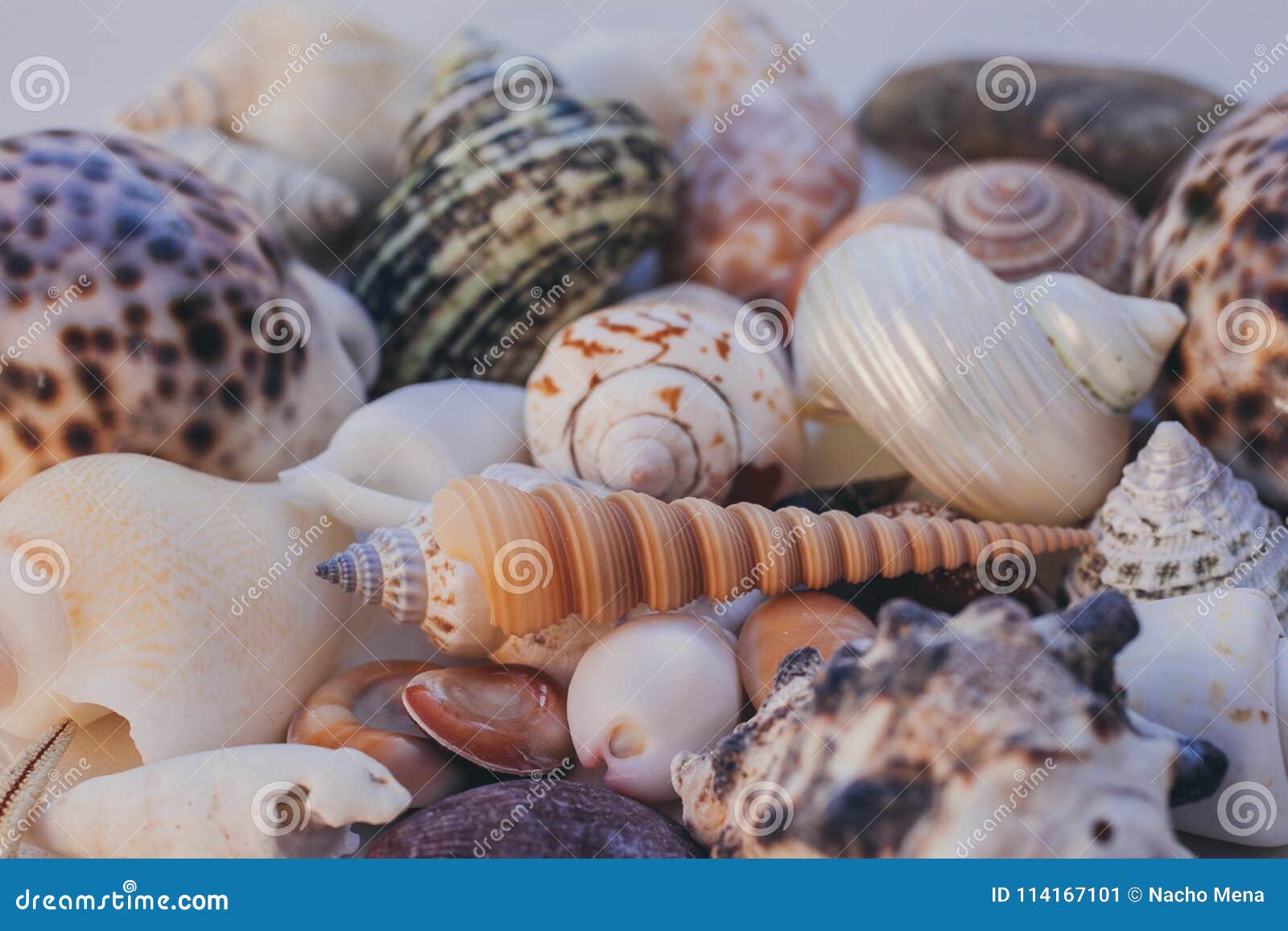 Seashell Background. Lots of Different Seashells Piled Together ...