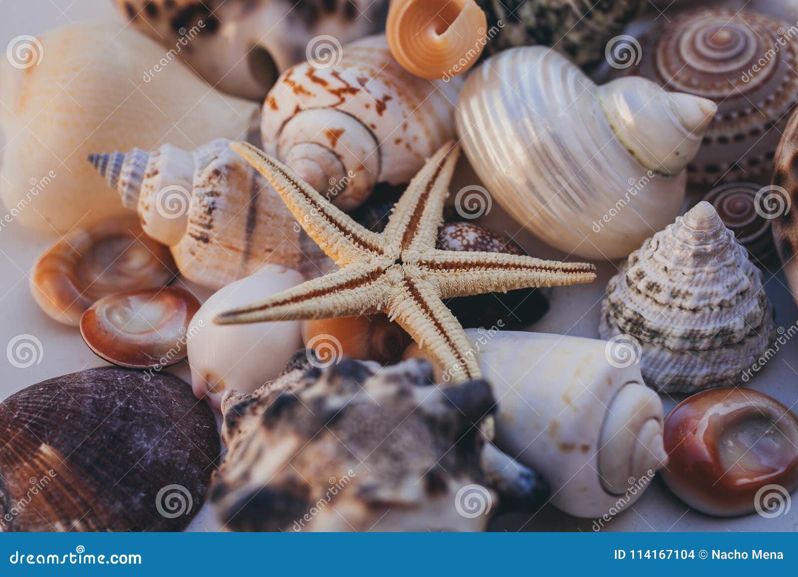 Seashell Background. Lots of Different Seashells Piled Together ...