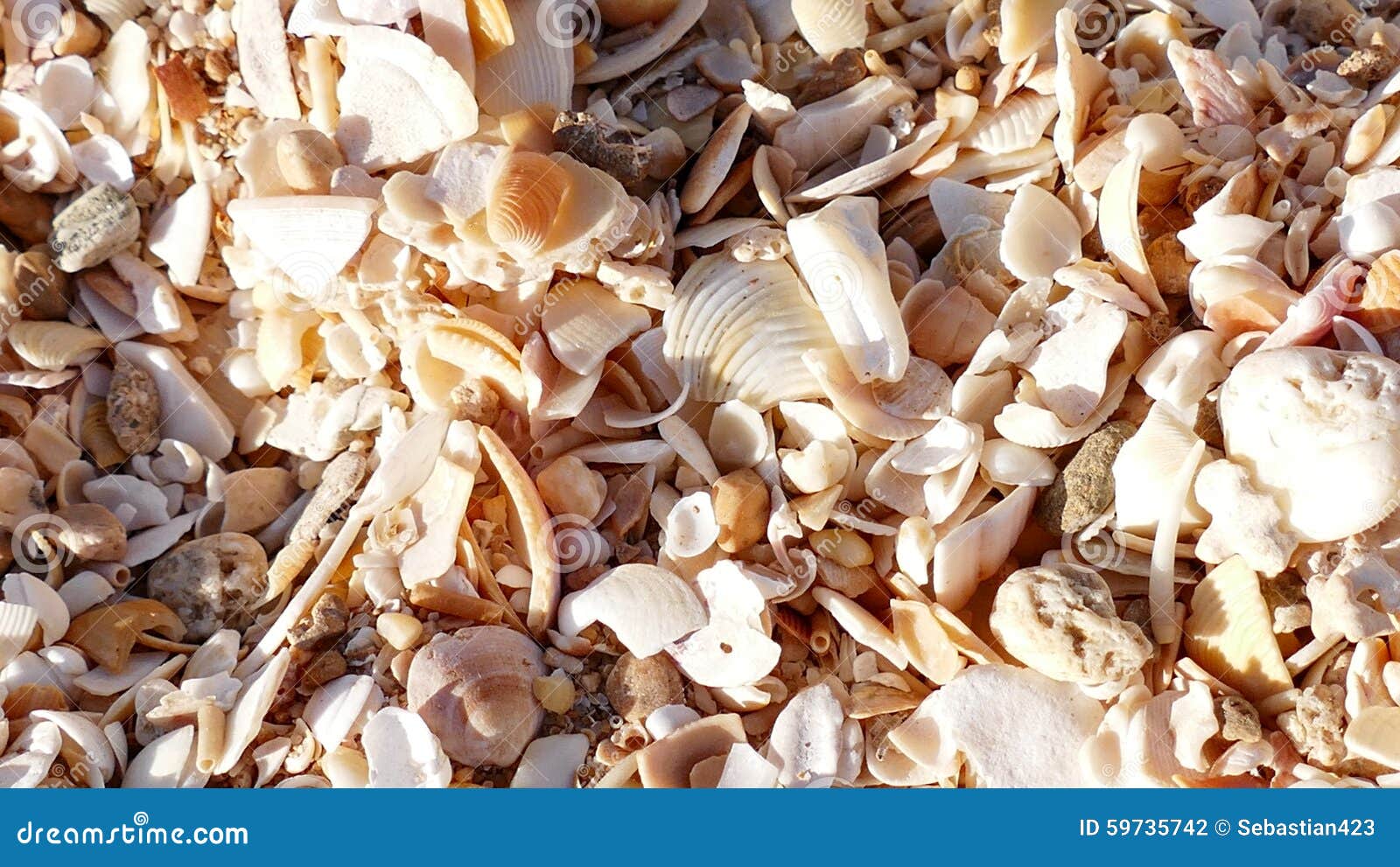 Crushed Seashell Background Royalty-Free Stock Photo | CartoonDealer ...