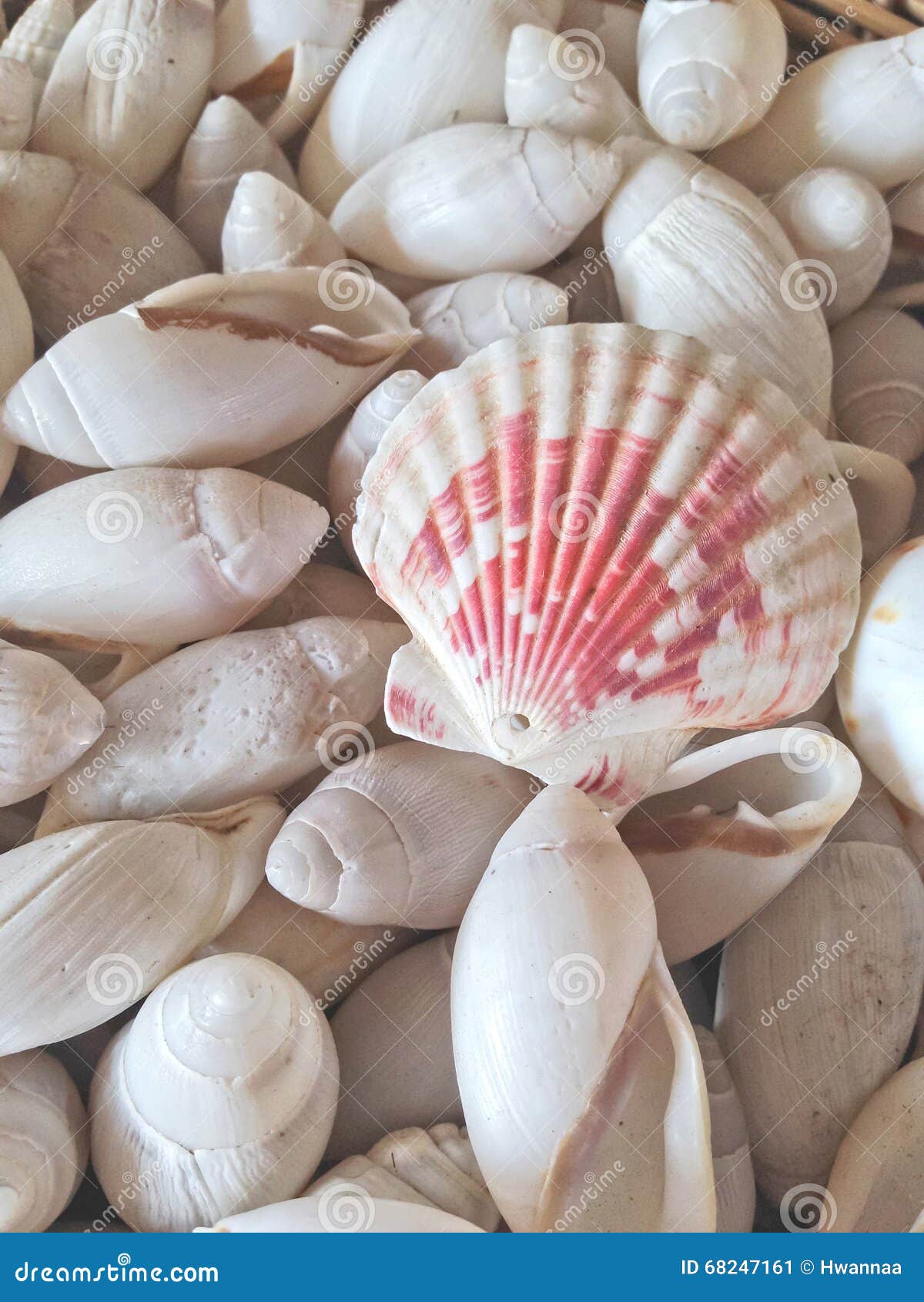 Seashell background stock image. Image of holiday, natural - 68247161