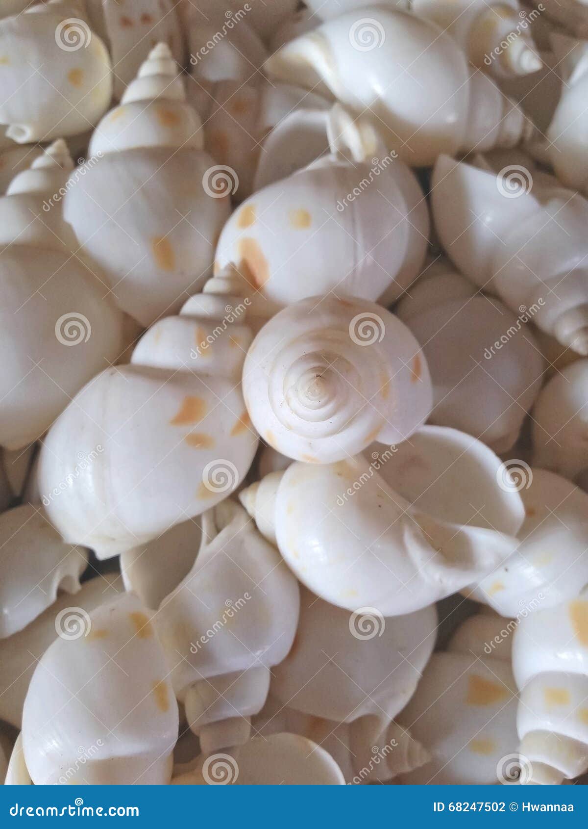 Seashell background stock photo. Image of mixture, scallop - 68247502