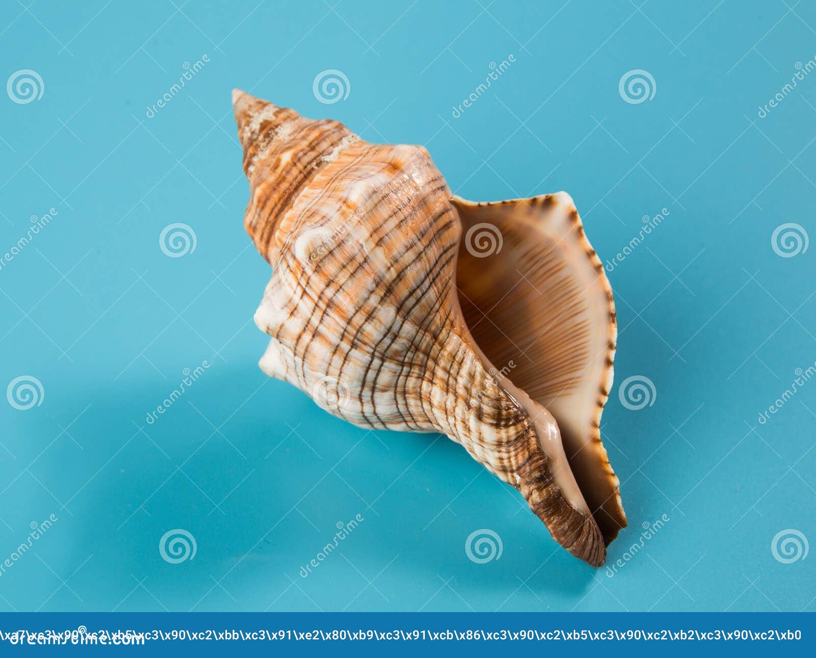 Seashell on a background stock image. Image of produce - 178653415