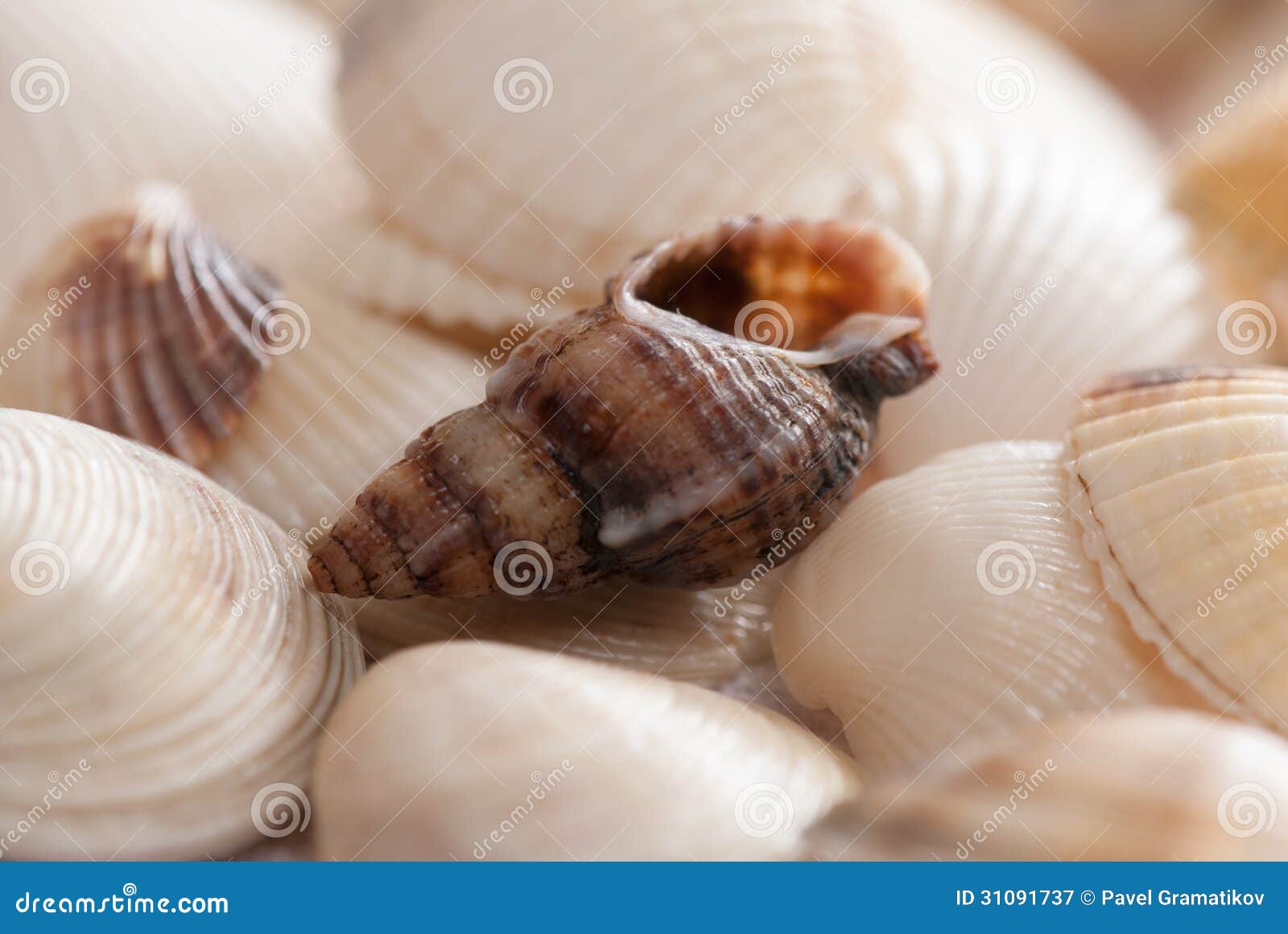 Seashell Background with Shallow Depth Stock Image - Image of shape ...