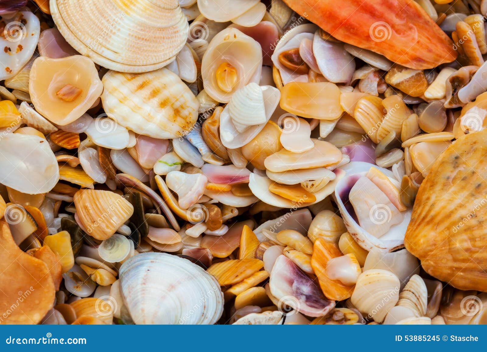 Background from Many Different Colorful Seashells Close Up Stock Image ...