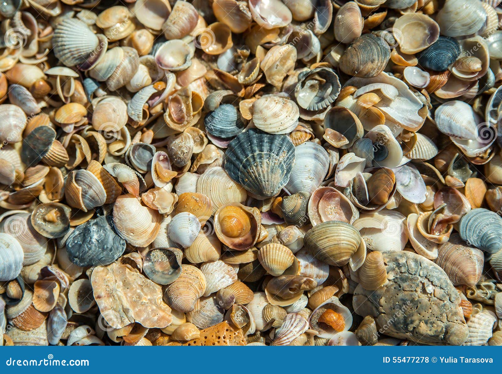 Seashell Background, Small Seashels Stock Photo - Image of spirits ...