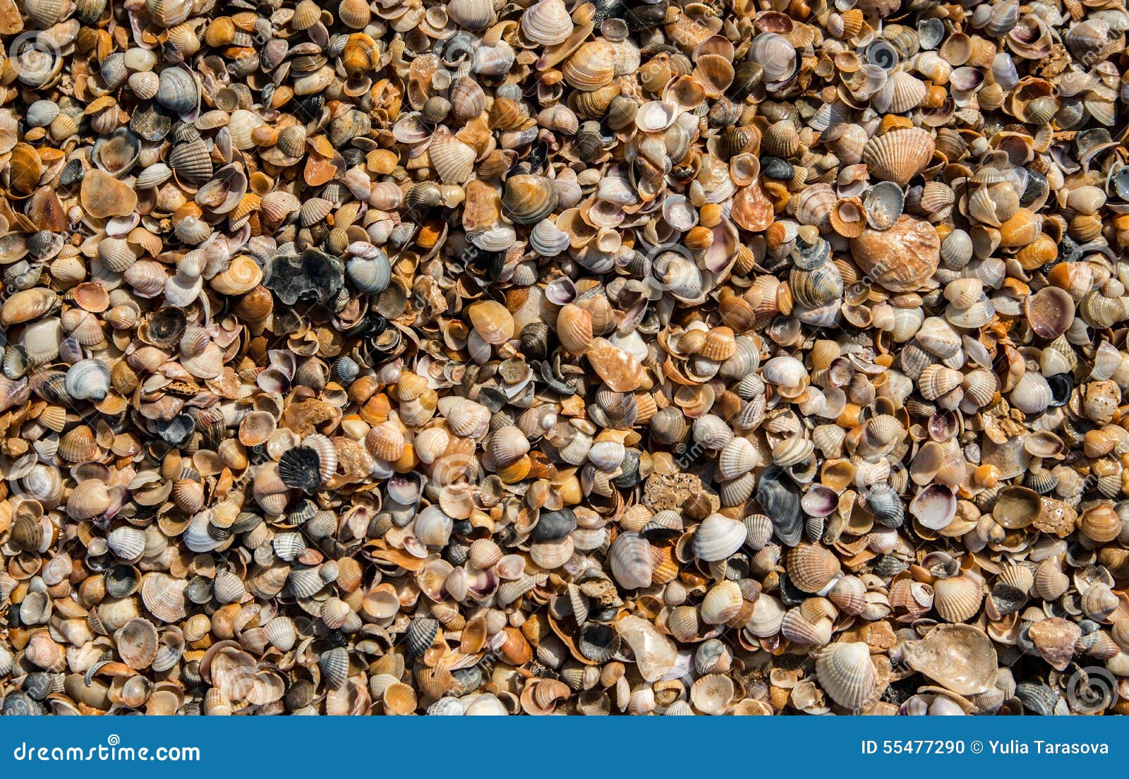 Seashell Background, Small Seashels Stock Photo - Image of holiday ...