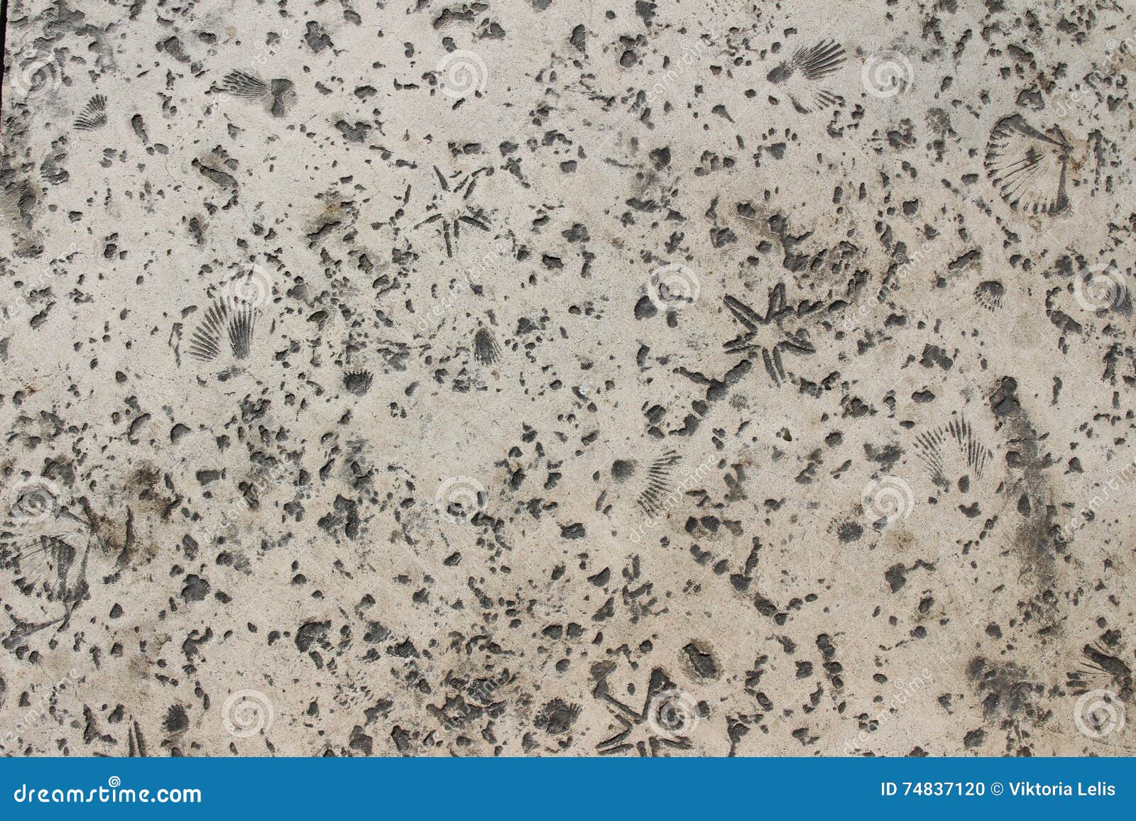 Seashell background stock photo. Image of beach, abstract - 74837120