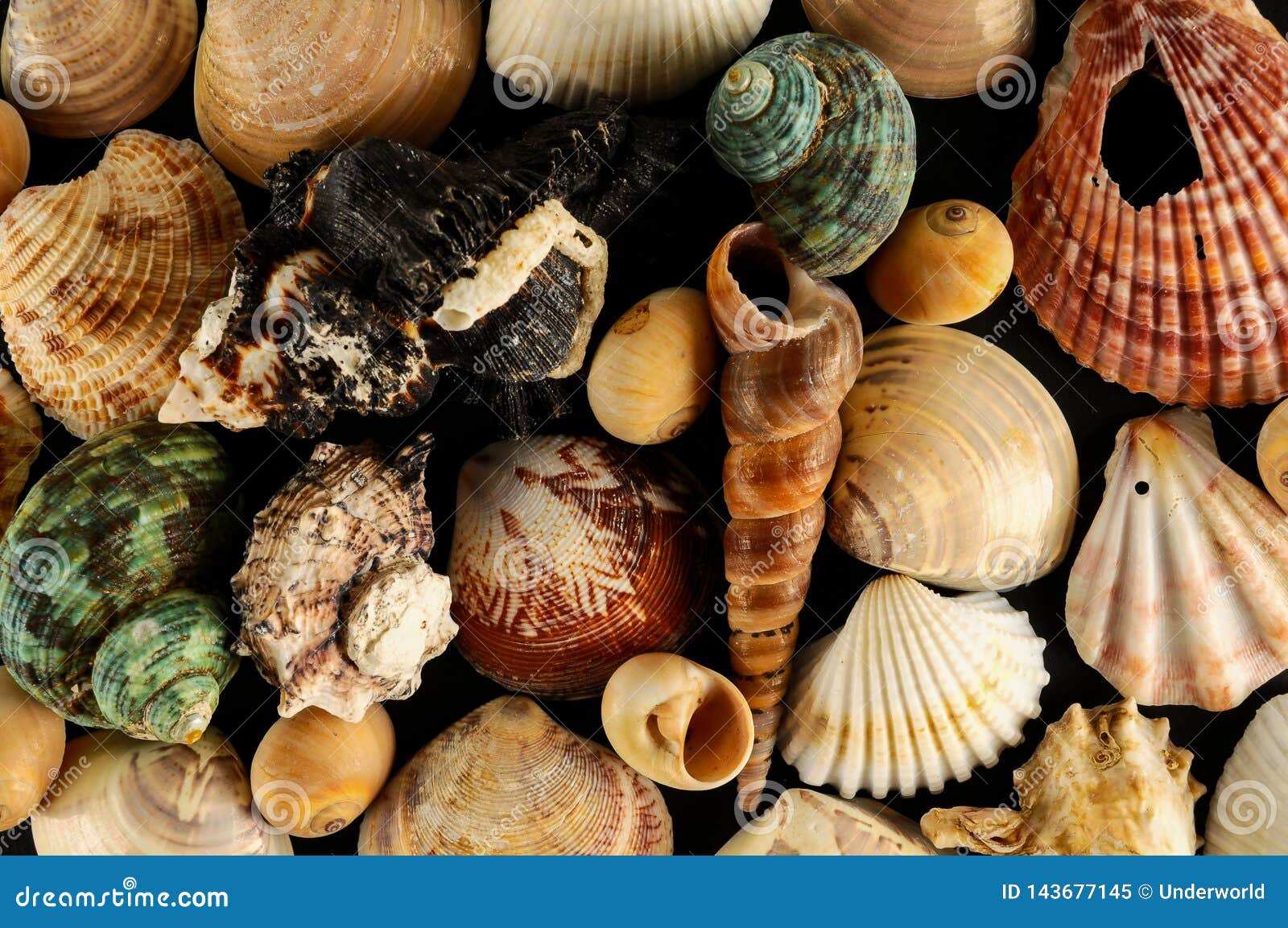 Seashell Background Texture Stock Image - Image of design, crustacean ...
