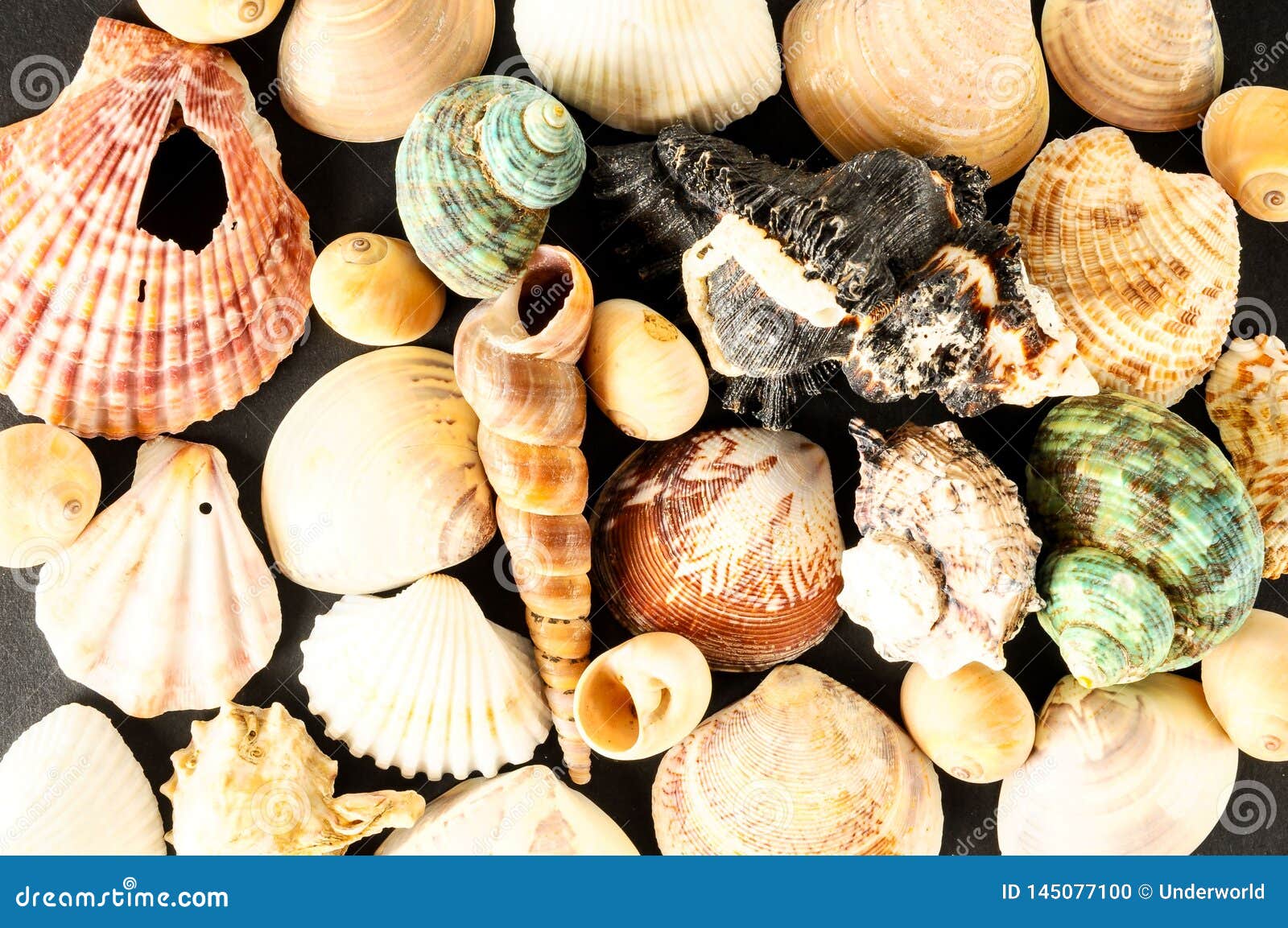 Seashell Background Texture Stock Photo - Image of brown, ocean: 145077100
