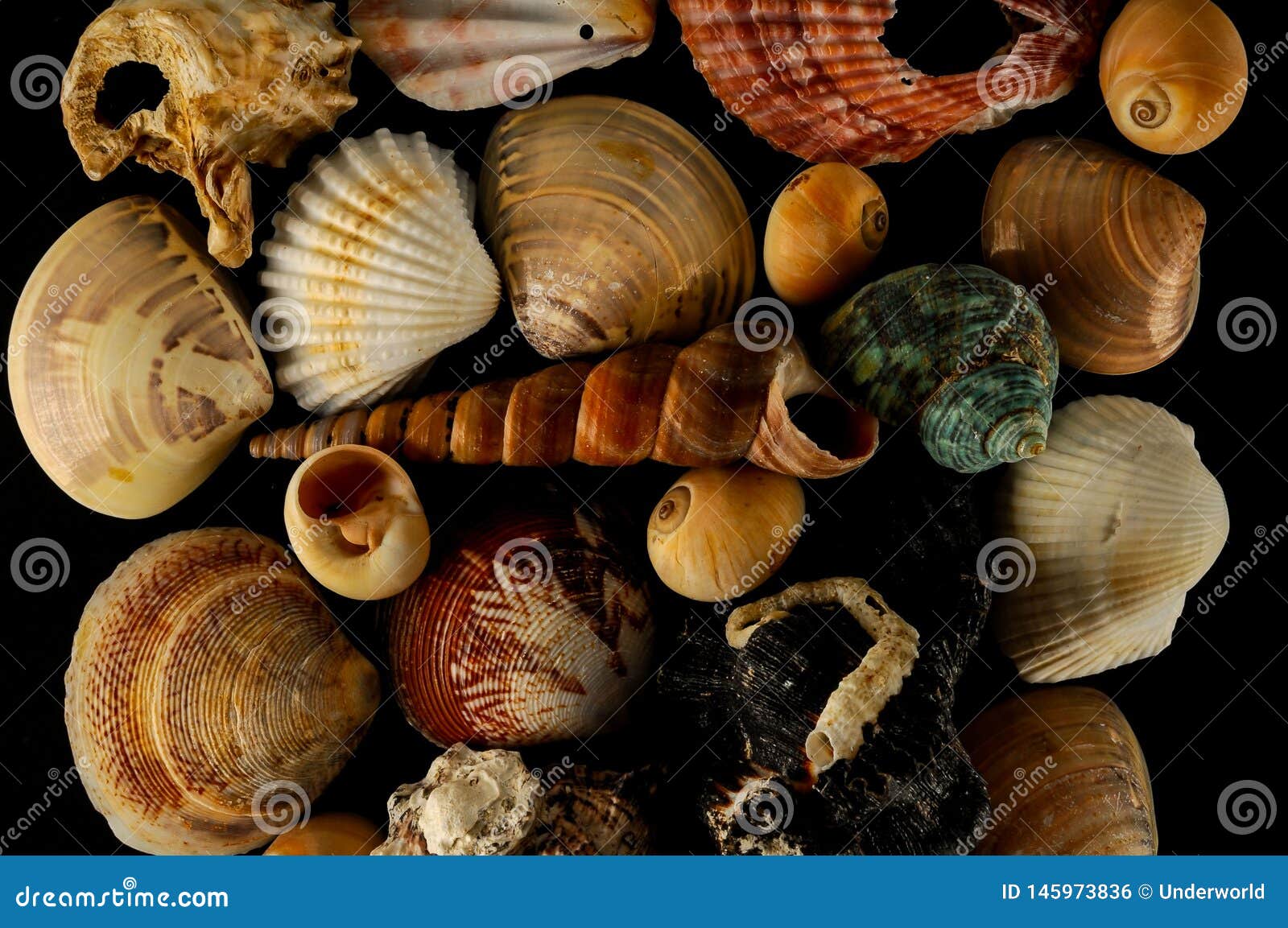 Seashell Background Texture Stock Illustration - Illustration of spiral ...