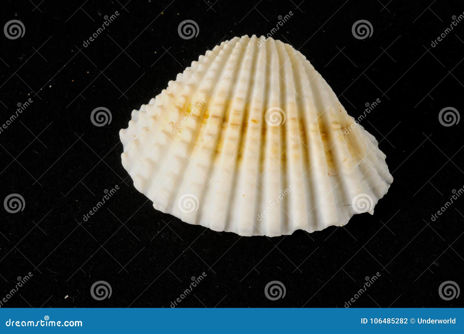 Seashell Background Texture Stock Photo - Image of pattern, marine ...