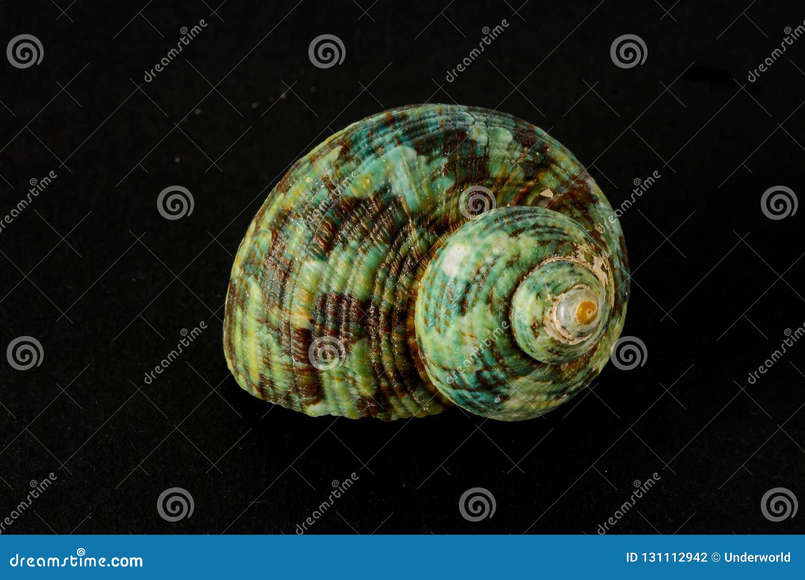 Seashell Background Texture Stock Photo - Image of spiral, closeup ...