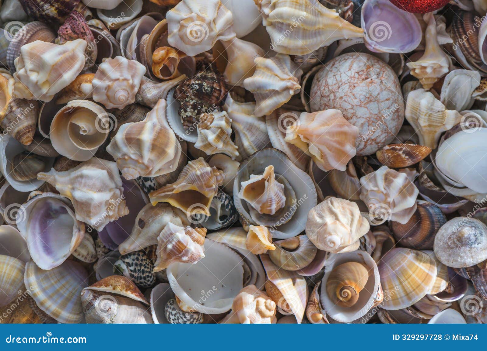 Seashell Background. Texture of the Shells. Stock Photo - Image of ...