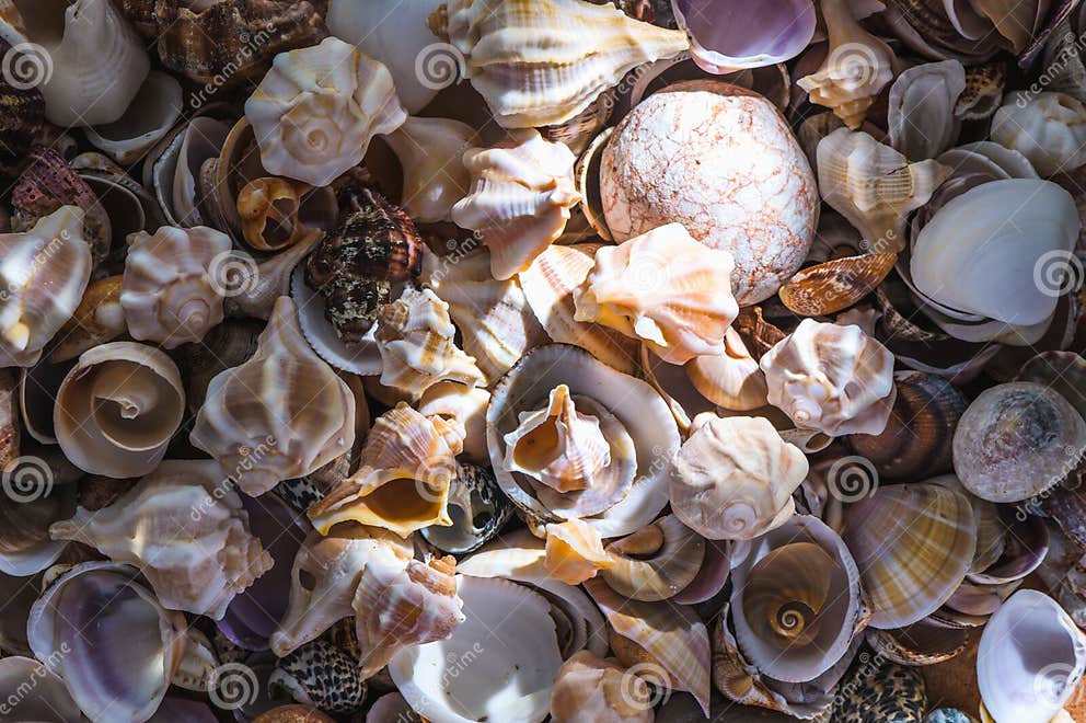 Seashell Background. Texture of the Shells. Stock Photo - Image of ...