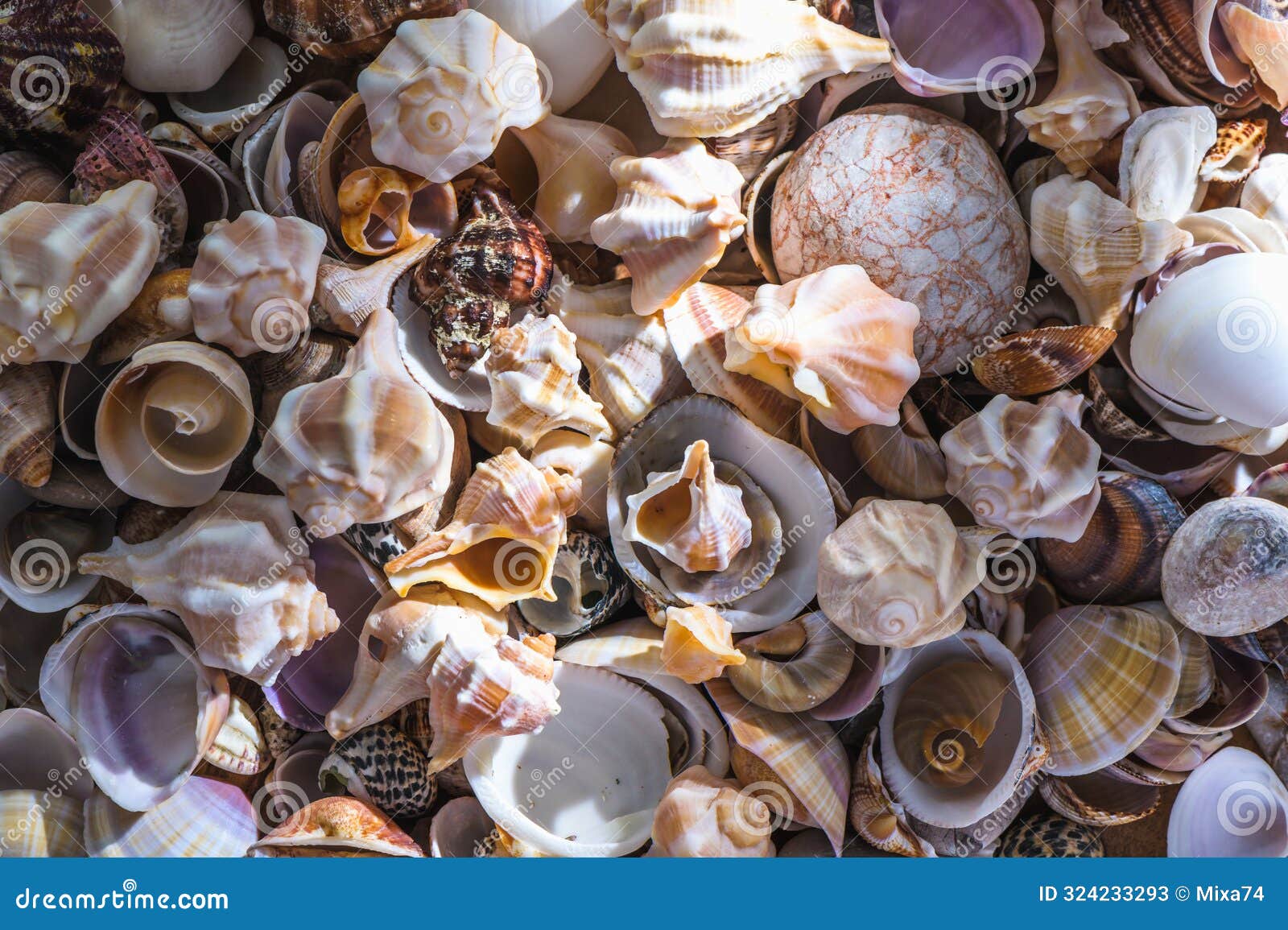 Seashell Background. Texture of the Shells.1 Stock Image - Image of ...
