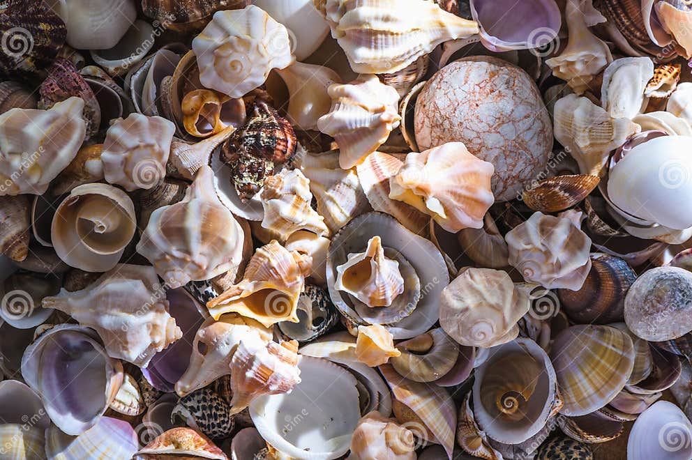 Seashell Background. Texture of the Shells.1 Stock Image - Image of ...