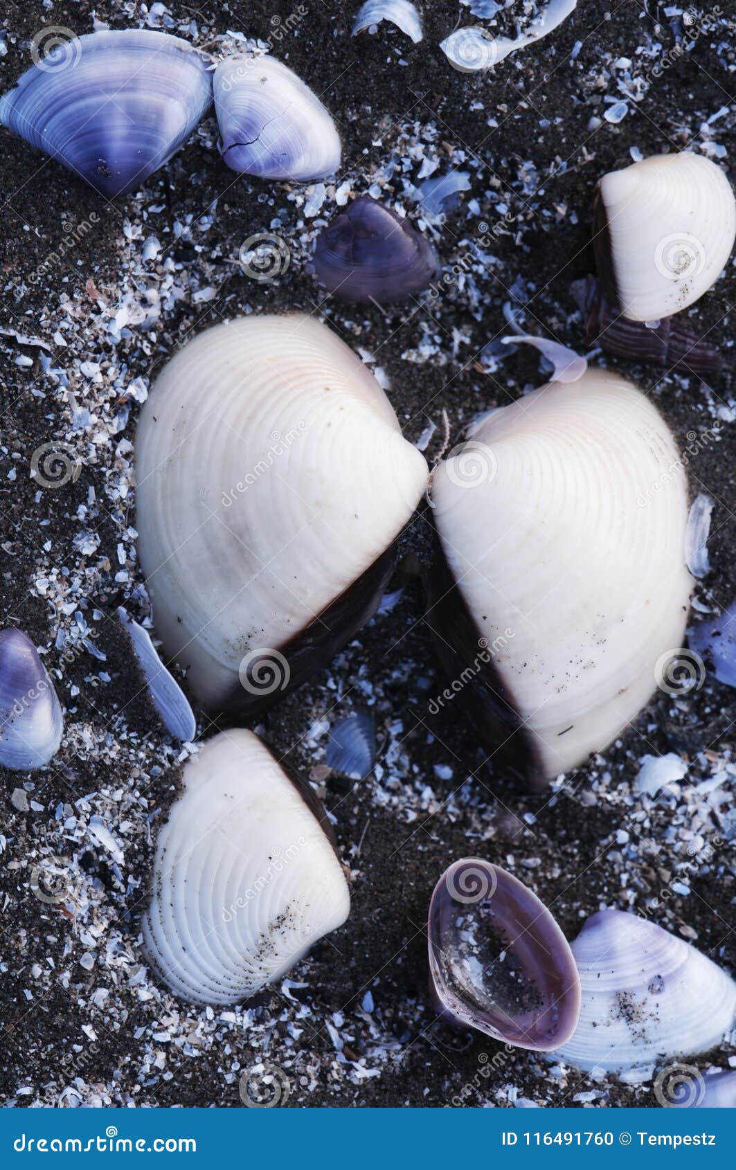 Seashell Background Vietnam Beach Stock Photo - Image of mullusks ...