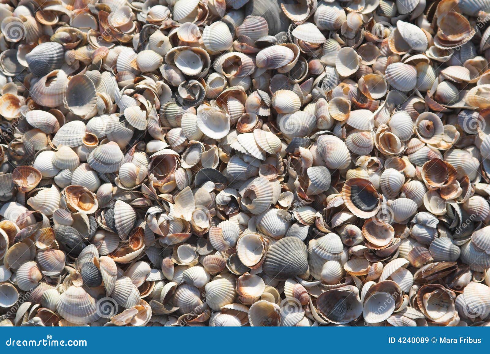 Seashell backgrounds stock image. Image of close, wallpaper - 4240089