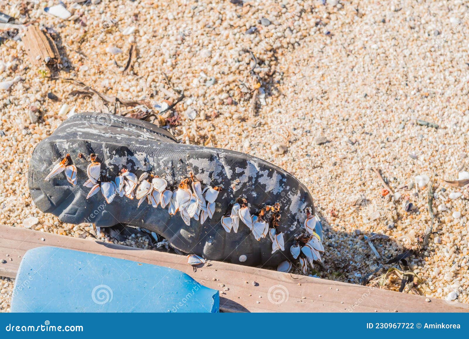 Seashell Barnacles on Bottom of Old Discarded Shoe Stock Photo - Image ...