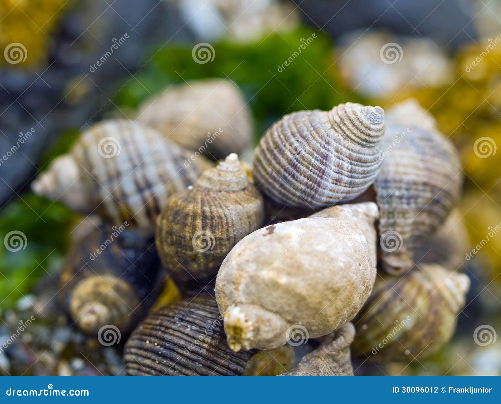 Seashell and Barnacles on Rocks Stock Photo - Image of marine, aquatic ...
