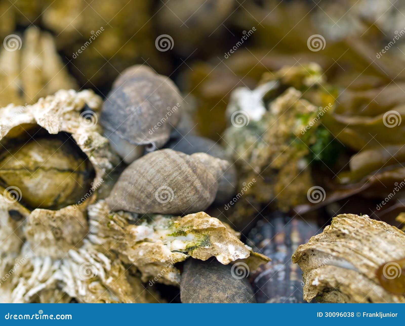 Seashell and Barnacles on Rocks Stock Photo - Image of mollusk, aquatic ...