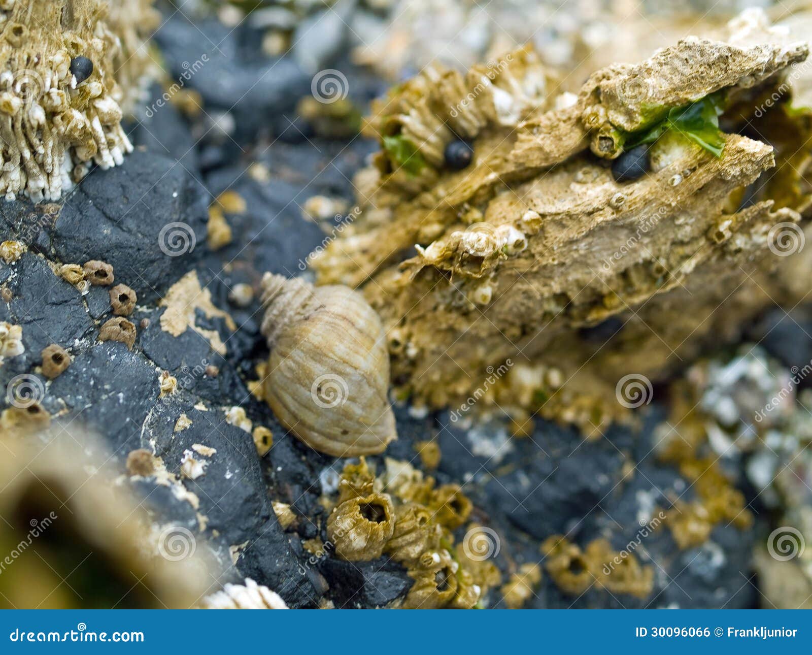 Seashell and Barnacles on Rocks Stock Photo - Image of fish, detail ...