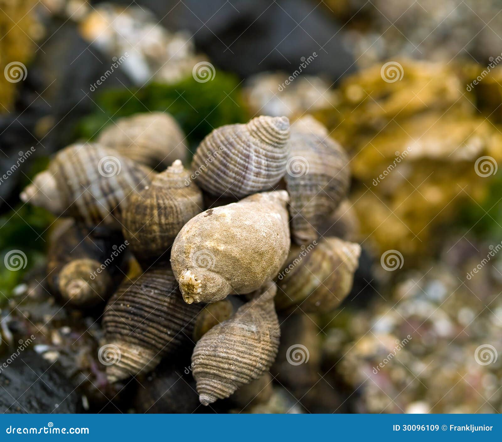 Seashell and Barnacles on Rocks Stock Image - Image of detail, clams ...