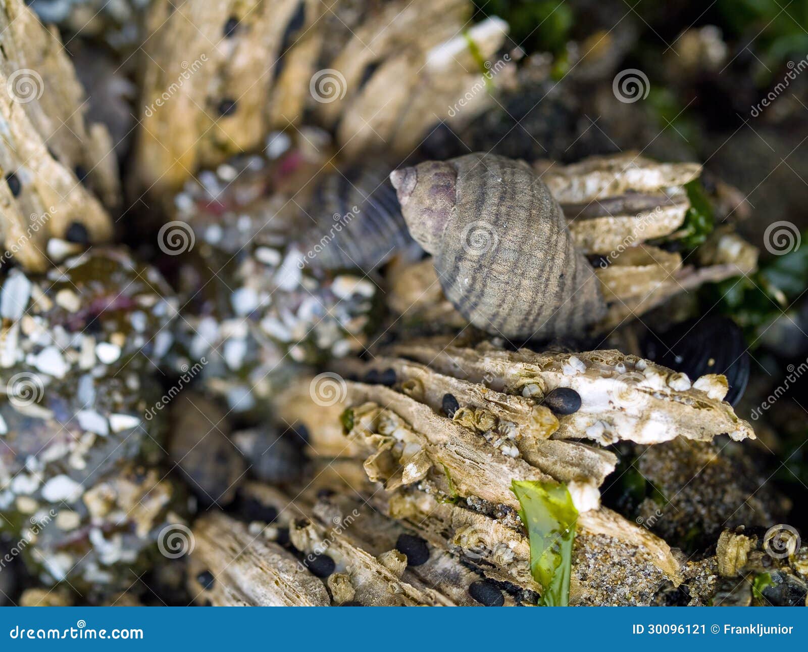 Seashell and Barnacles on Rocks Stock Image - Image of exotic, ocean ...