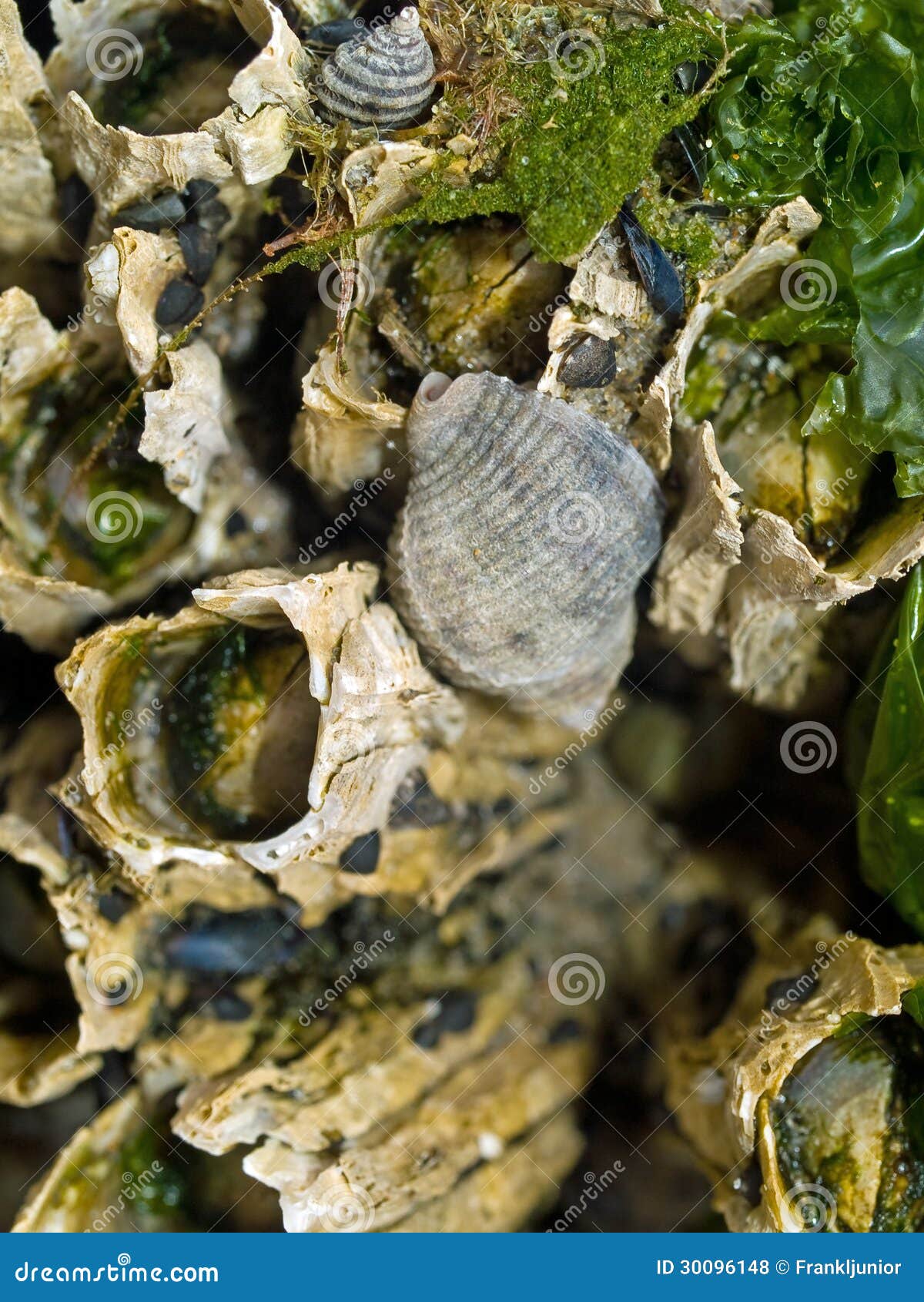 Seashell and Barnacles on Rocks Stock Photo - Image of mollusc, nature ...