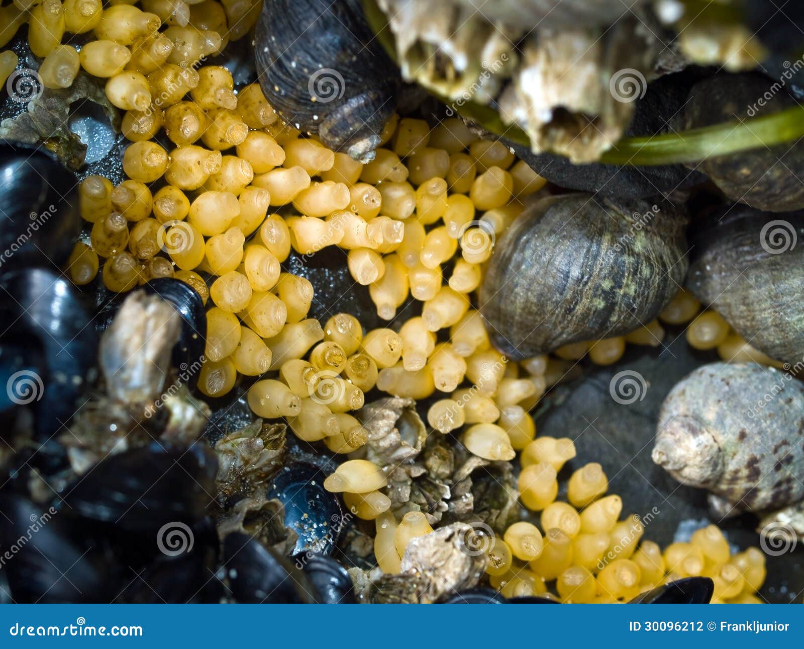 Seashell and Barnacles on Rocks Stock Photo - Image of exotic, marine ...