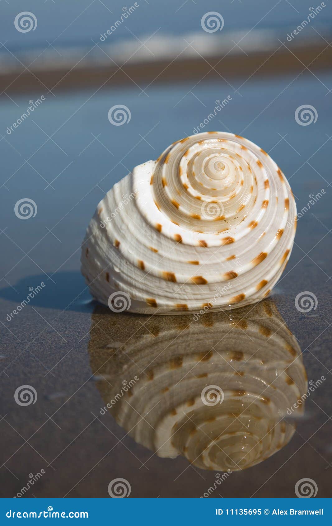 Seashell on the Beach stock image. Image of horizontal - 11135695