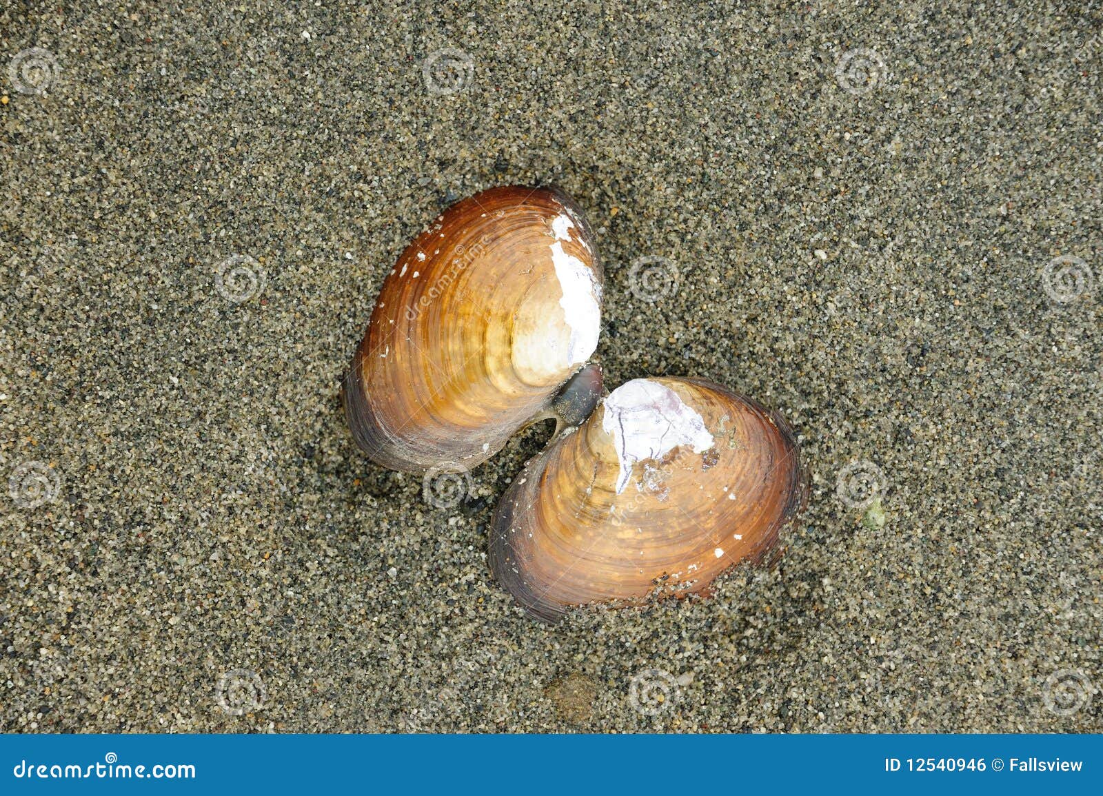 Seashell on beach stock photo. Image of oceanfront, shell - 12540946