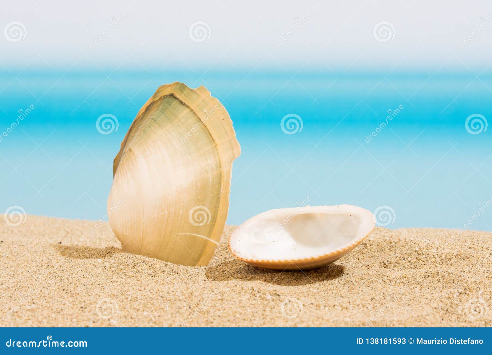 Seashell on the beach stock image. Image of beach, journey - 138181593